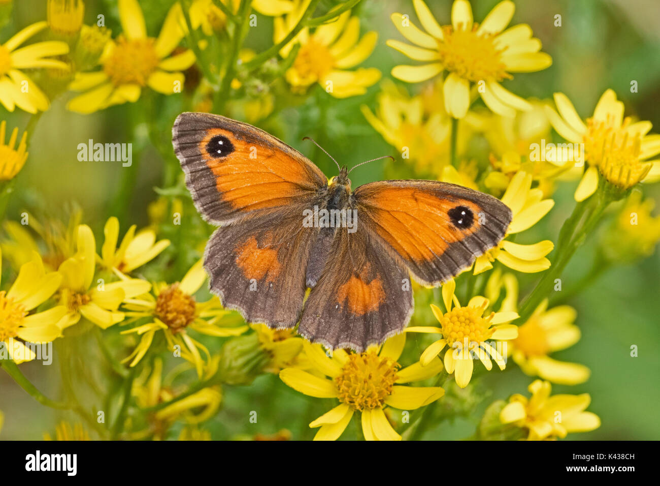 Female Gatekeeper (Pyronia tithonus) feeding on common ragwort Stock ...