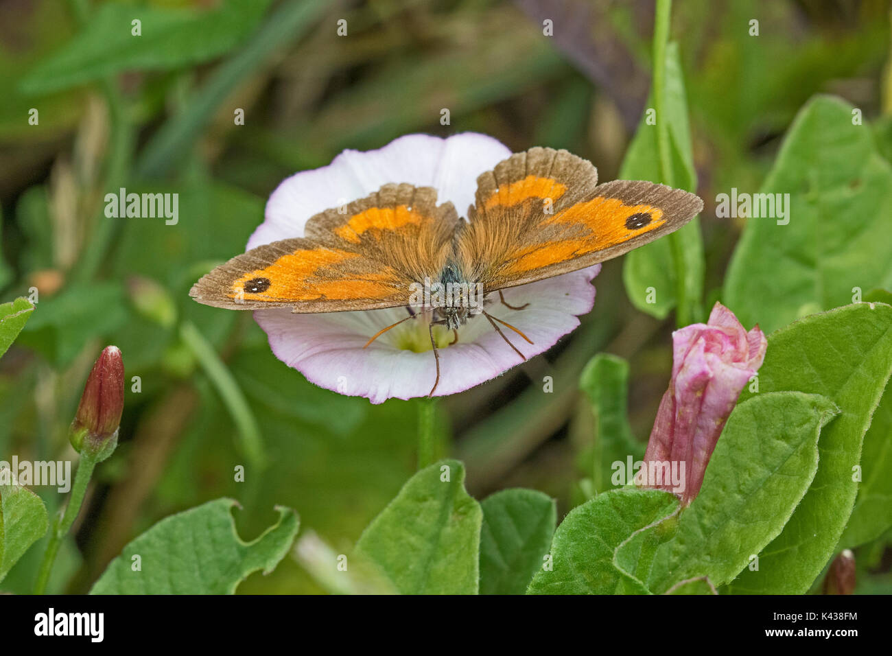 Male Gatekeeper (Pyronia tithonus) on field bindweed Stock Photo - Alamy