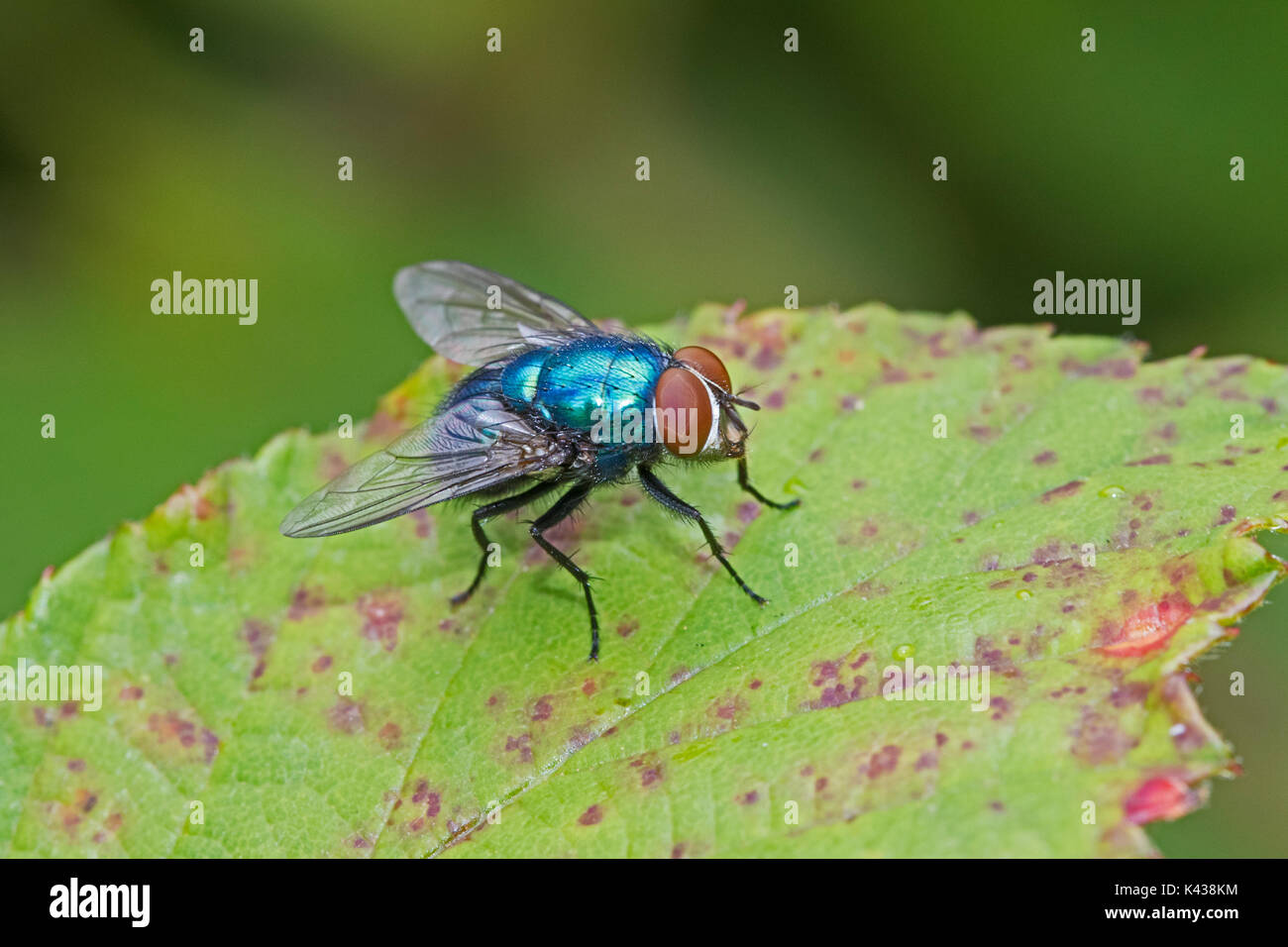 Lucilia sp hi-res stock photography and images - Alamy