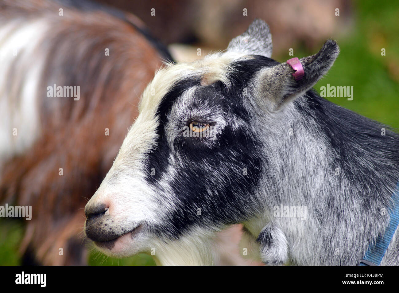 Goat headshot hi-res stock photography and images - Alamy
