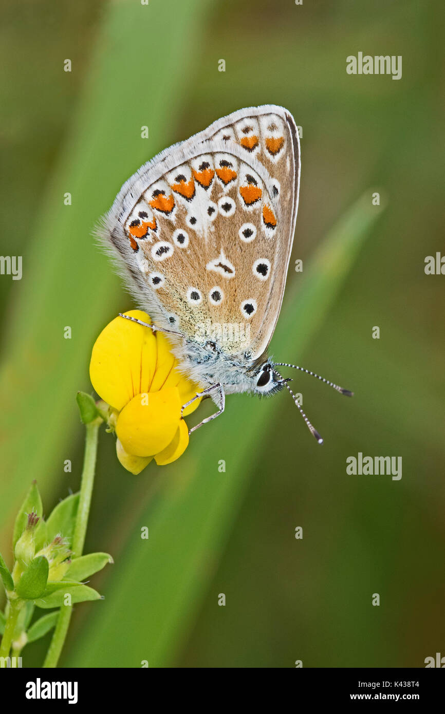 Birds foot trefoil with butterfly hi-res stock photography and images ...