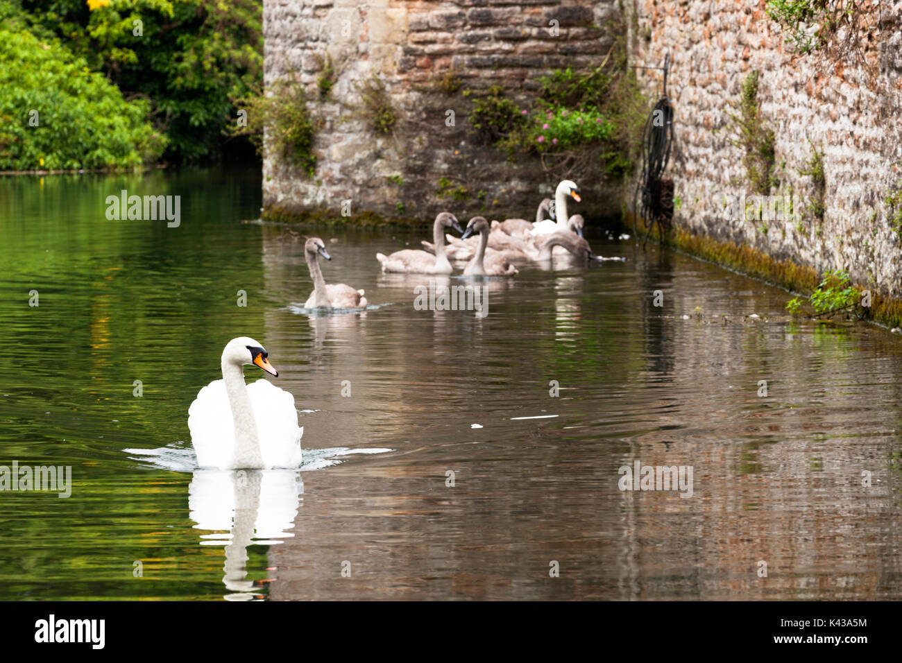 Swans at The Bishop's Palace in Wells, Somerset, UK Stock Photo - Alamy