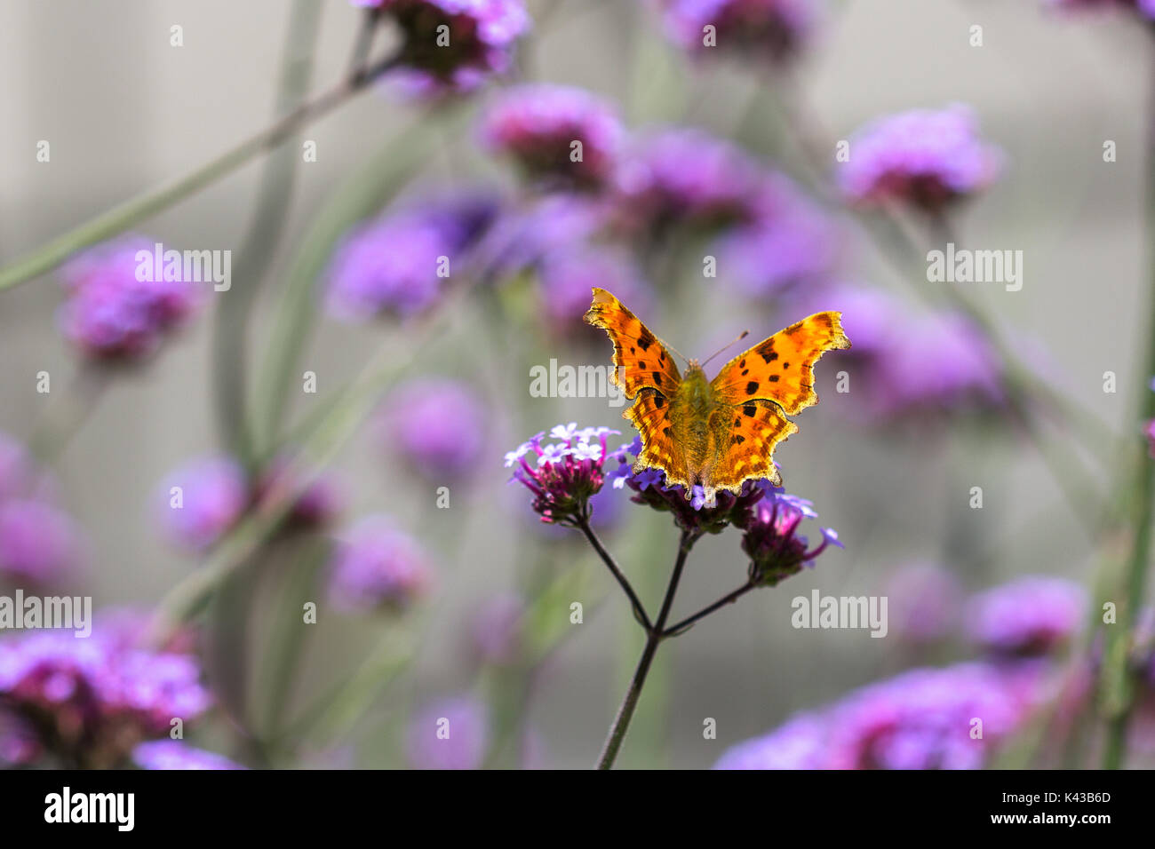 Comma Butterfly - Polygonia c-album Catching sun on plants in garden ...