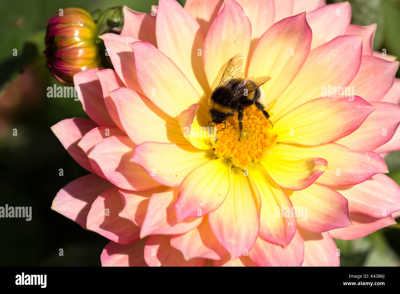Uk insects gathering nectar hi-res stock photography and images - Alamy