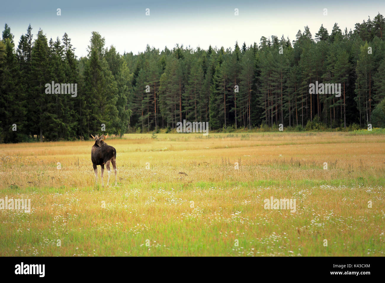 Moose front hi-res stock photography and images - Alamy