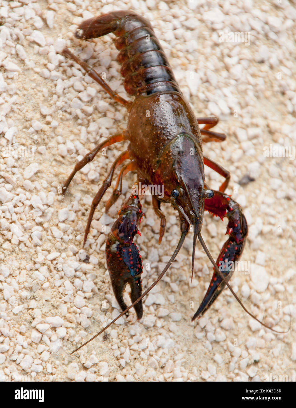 fresh water crayfish Stock Photo - Alamy