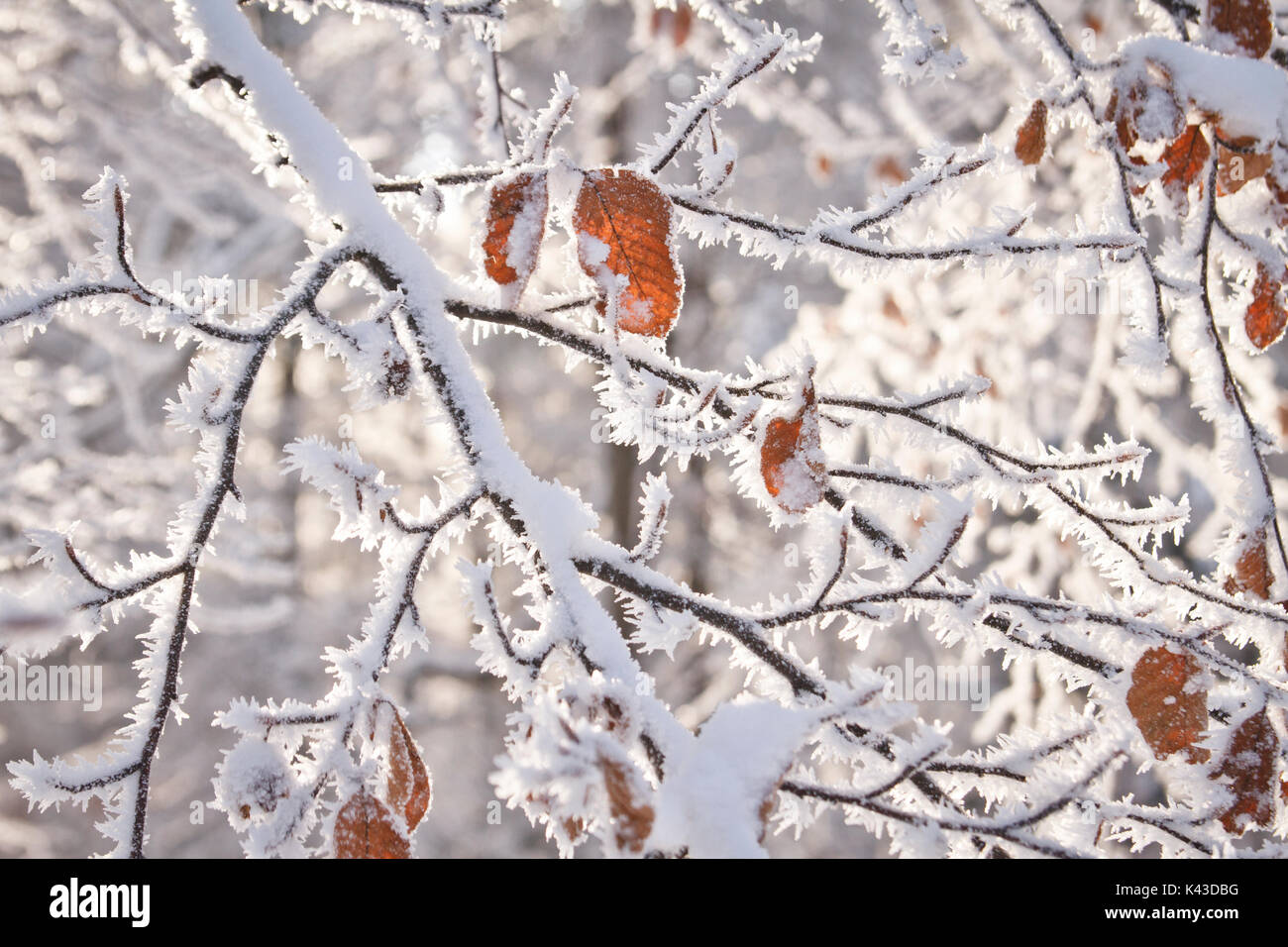 Frozen branches of tree Stock Photo - Alamy