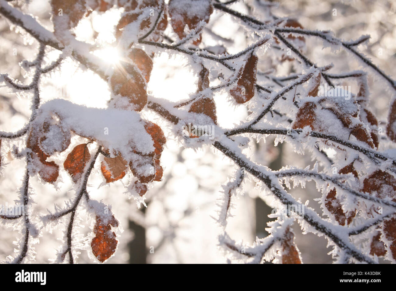 Frozen branches of tree Stock Photo - Alamy