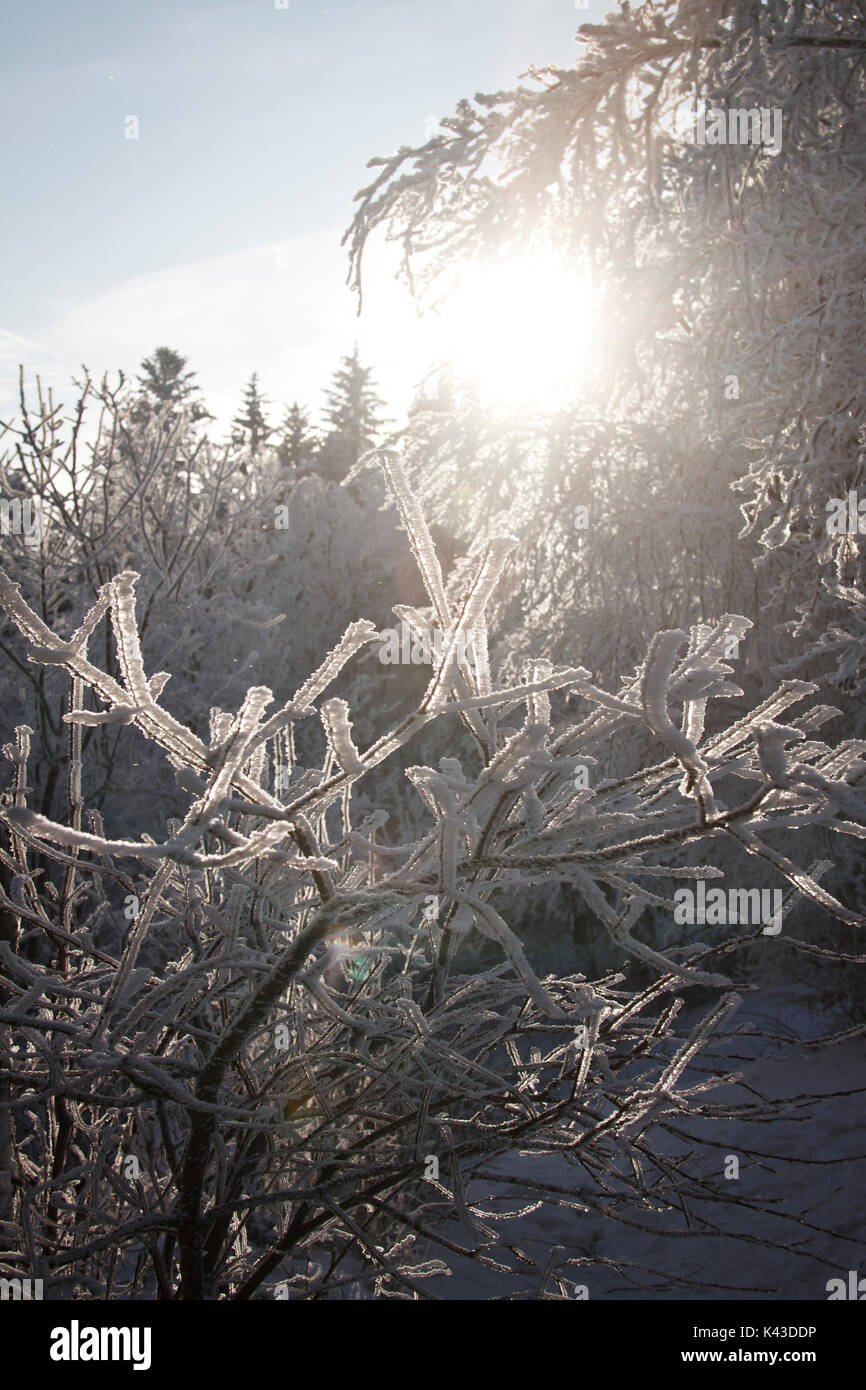 Frozen branches of tree Stock Photo - Alamy