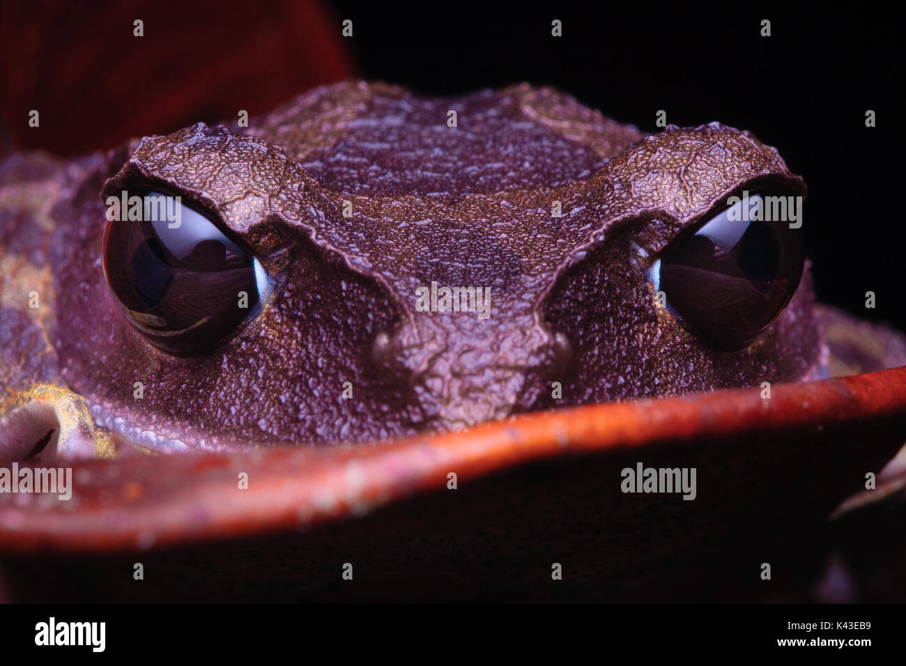 Montane Large-eyed Litter Frog (Leptobrachium montanum Stock Photo - Alamy