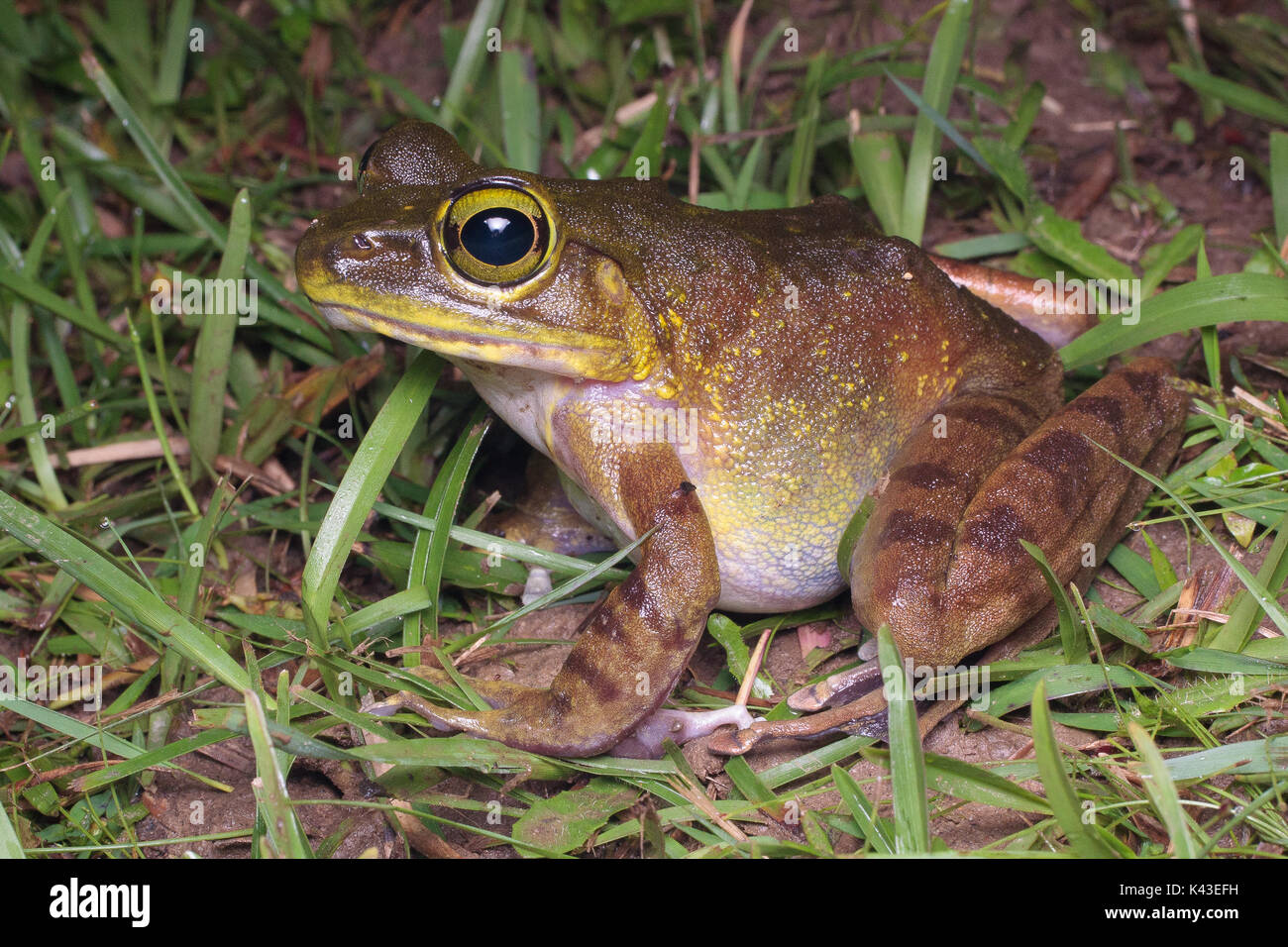 Torrent frog hi-res stock photography and images - Alamy