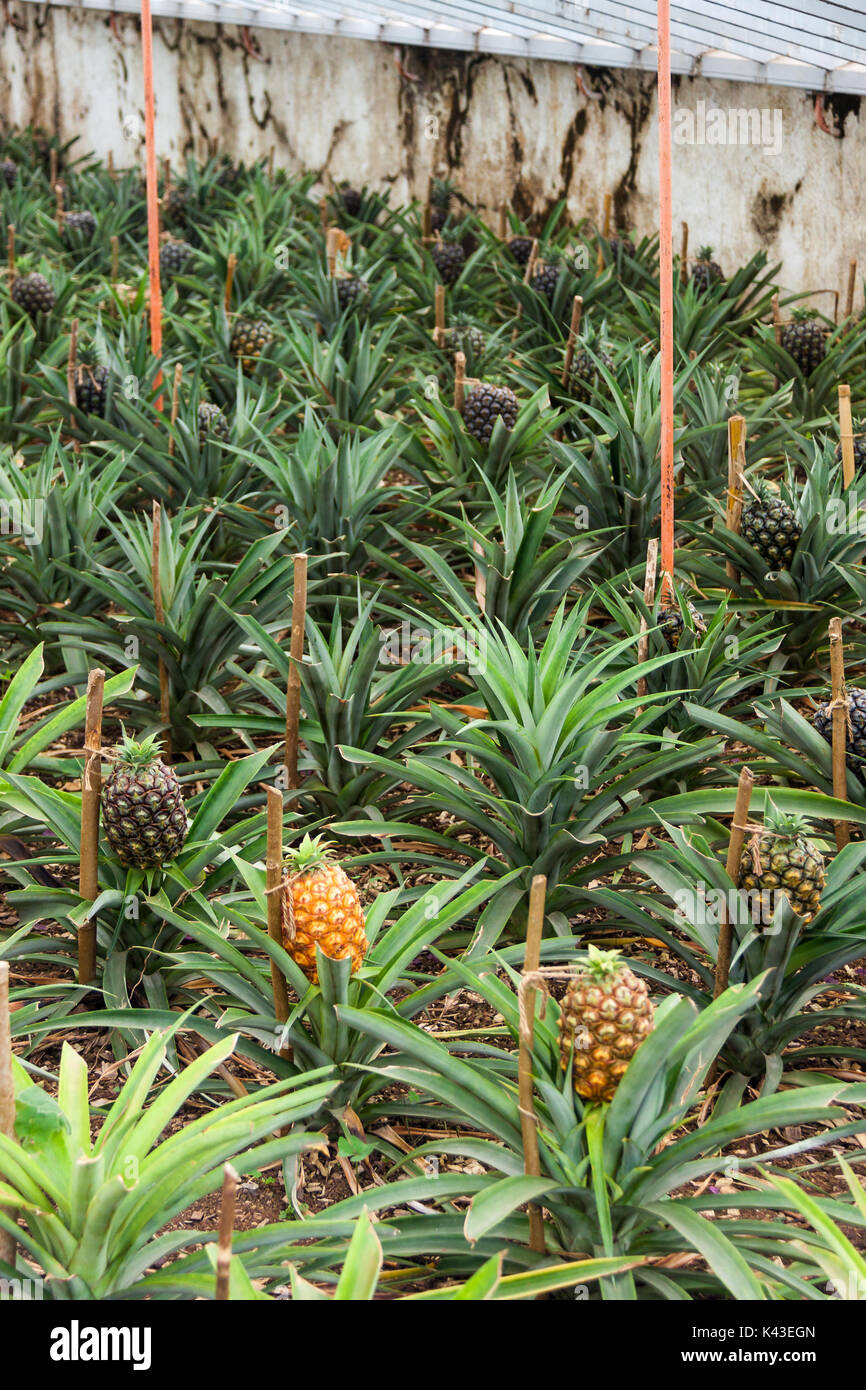 Growing Pineapple Plants, Azores, Portugal, Europe Stock Photo - Alamy