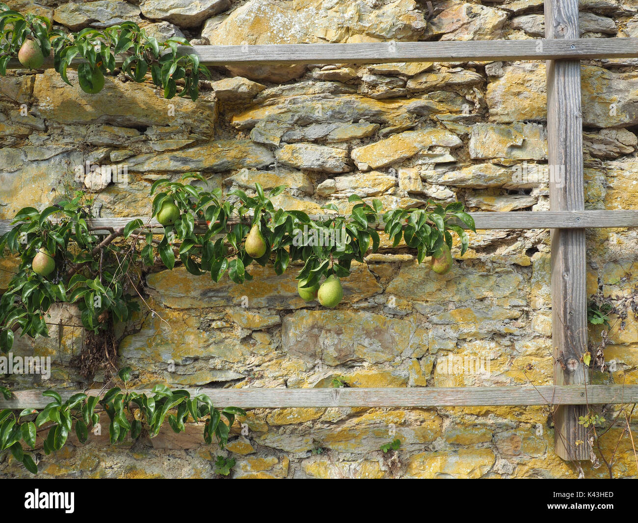 Old pear tree on a monastery stone wall, healthy eating or agriculture ...
