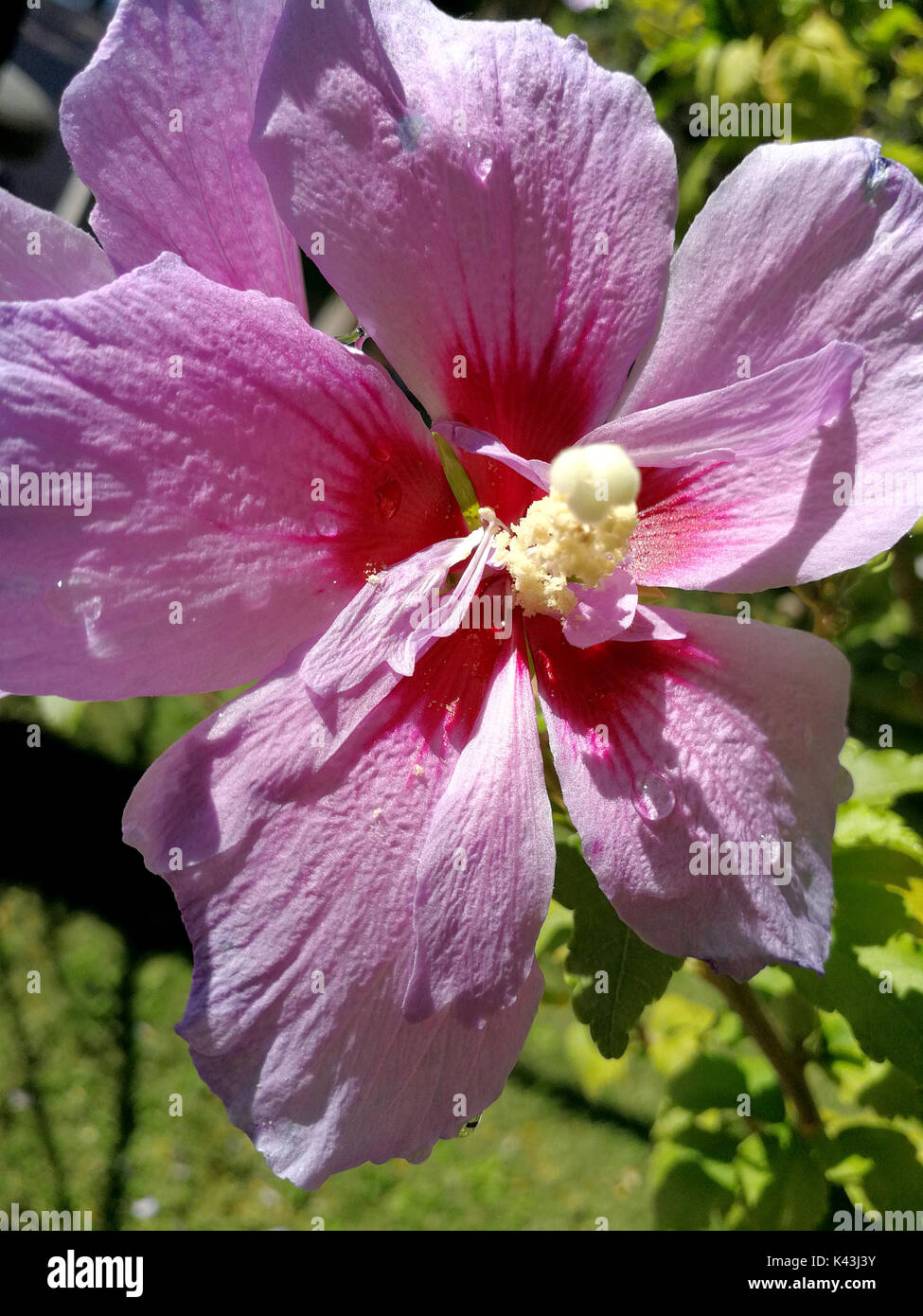 hibiscus, rose of Sharon Stock Photo - Alamy