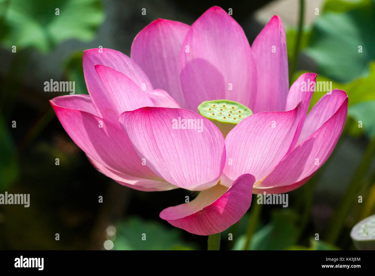 Large seed of lotus flower hi-res stock photography and images - Alamy