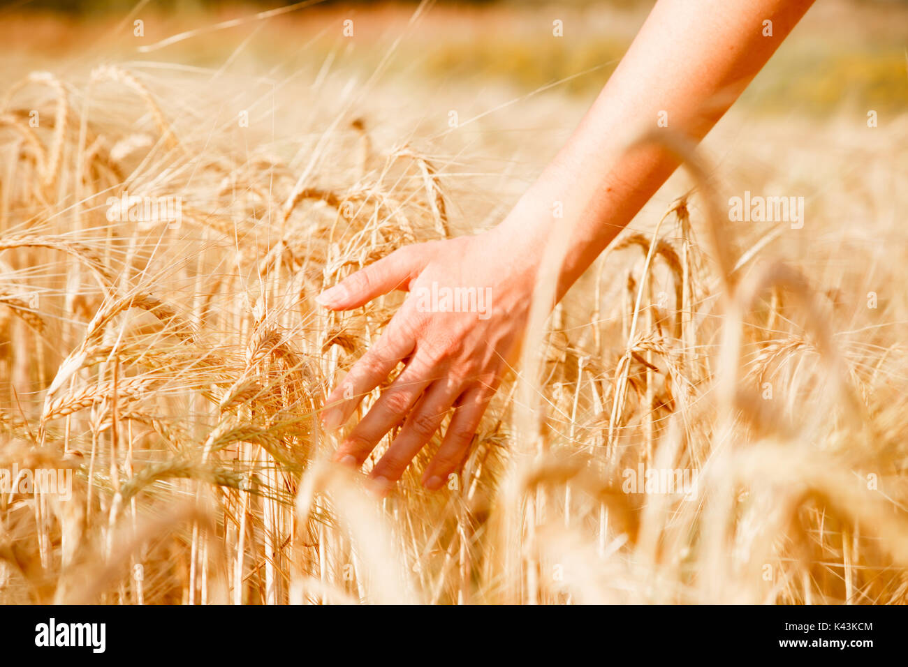 Picture of human's hand with wheat spikes in field at afternoon Stock ...