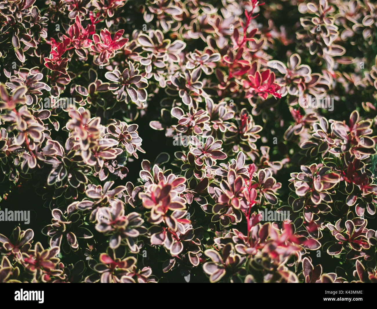 Beautiful small flowers in the garden. Natural pattern Stock Photo - Alamy