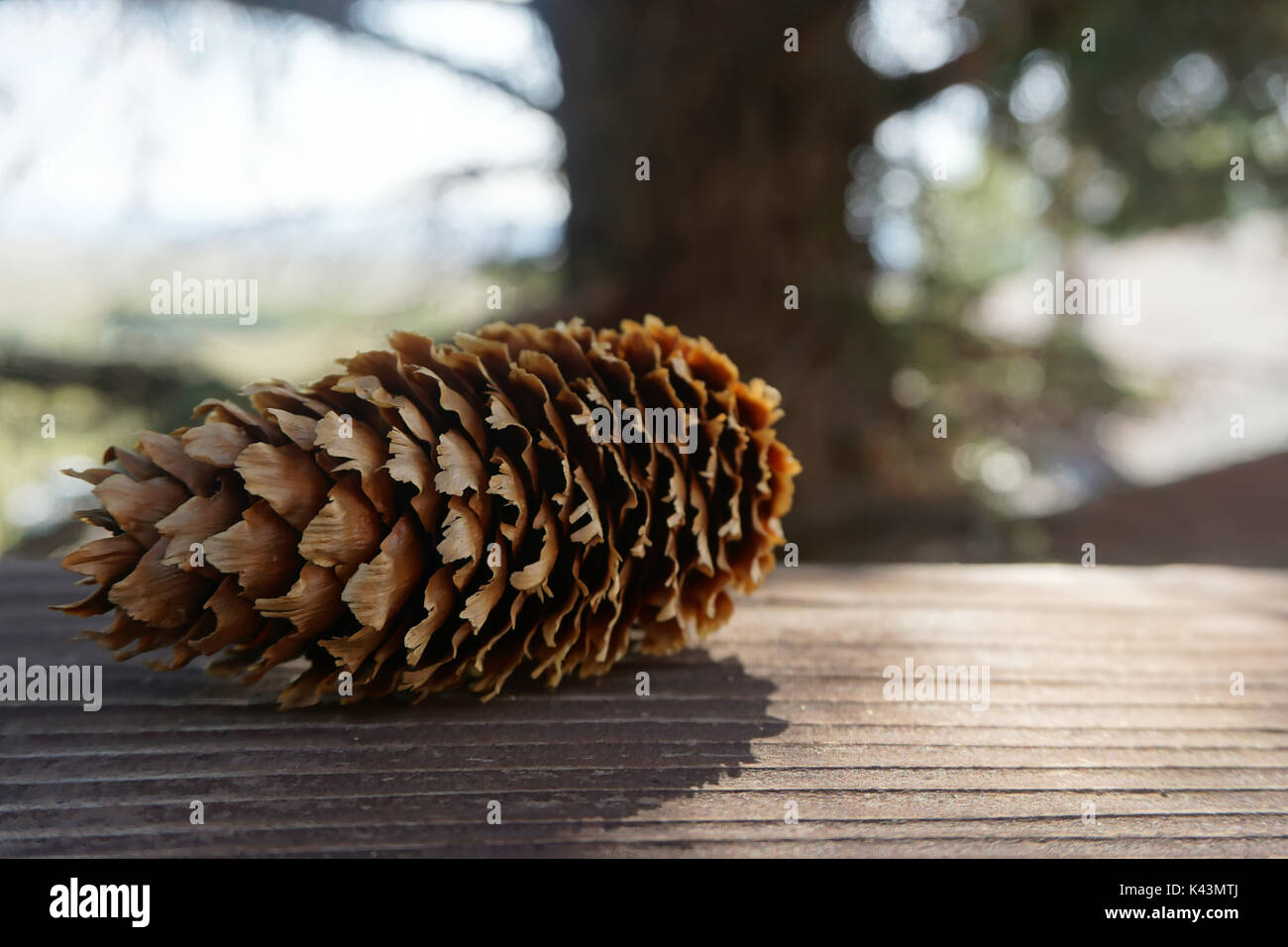 Living pine cone hi-res stock photography and images - Alamy
