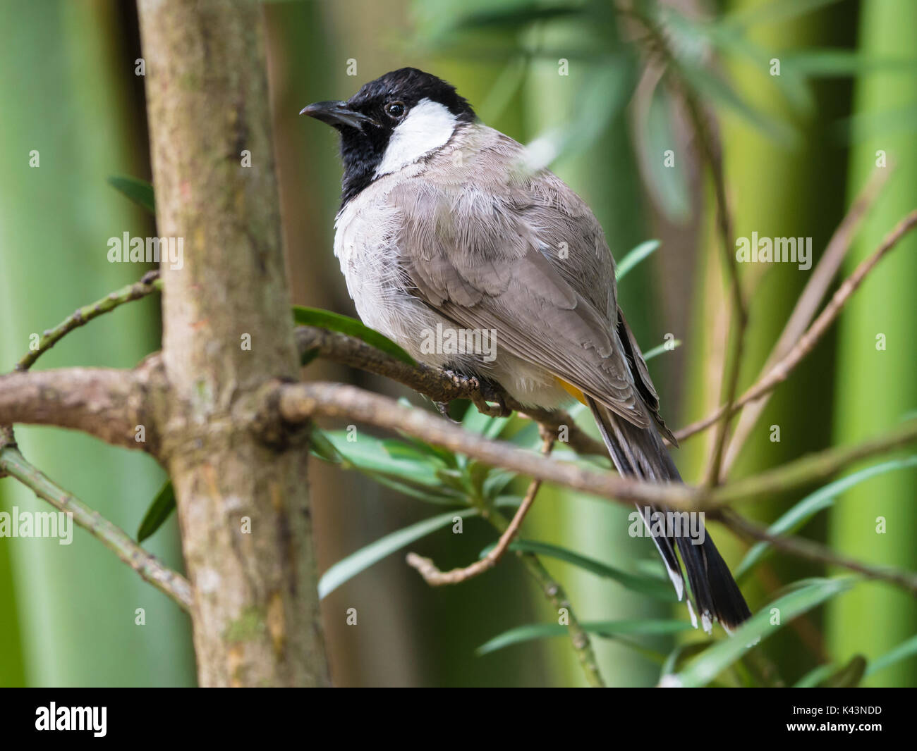 The White-eared Bulbul (Pycnonotus leucotis) is a member of the bulbul ...