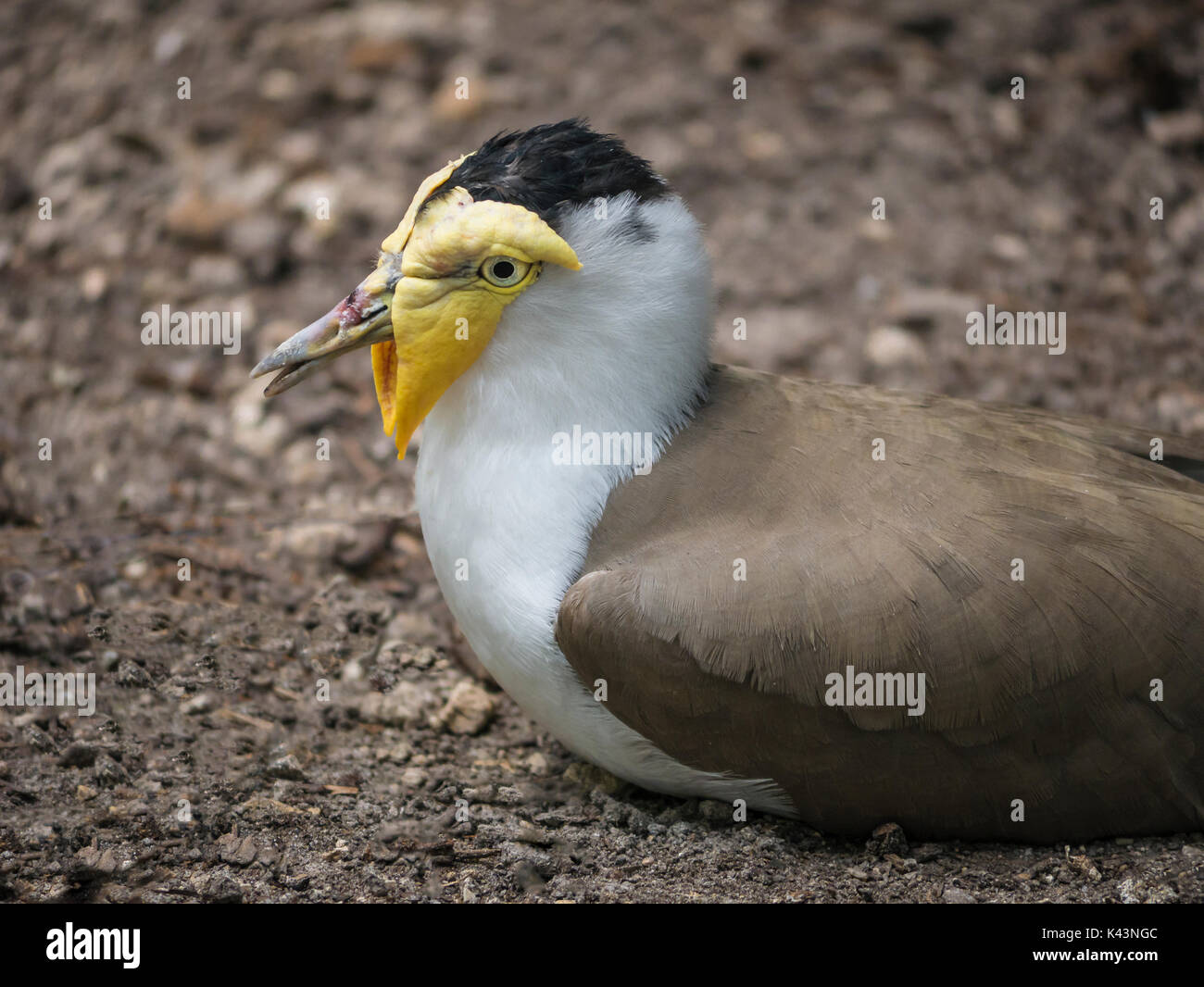 Masked plover hi-res stock photography and images - Alamy