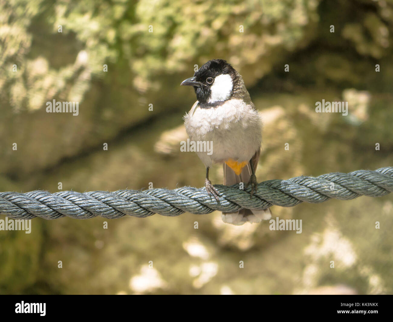 The White-eared Bulbul (Pycnonotus leucotis) is a member of the bulbul ...