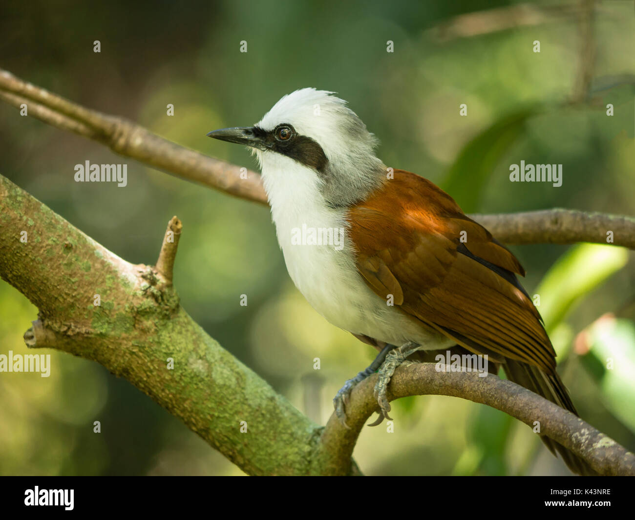 The most sociable of all laughing thrushes, these birds maintain group ...