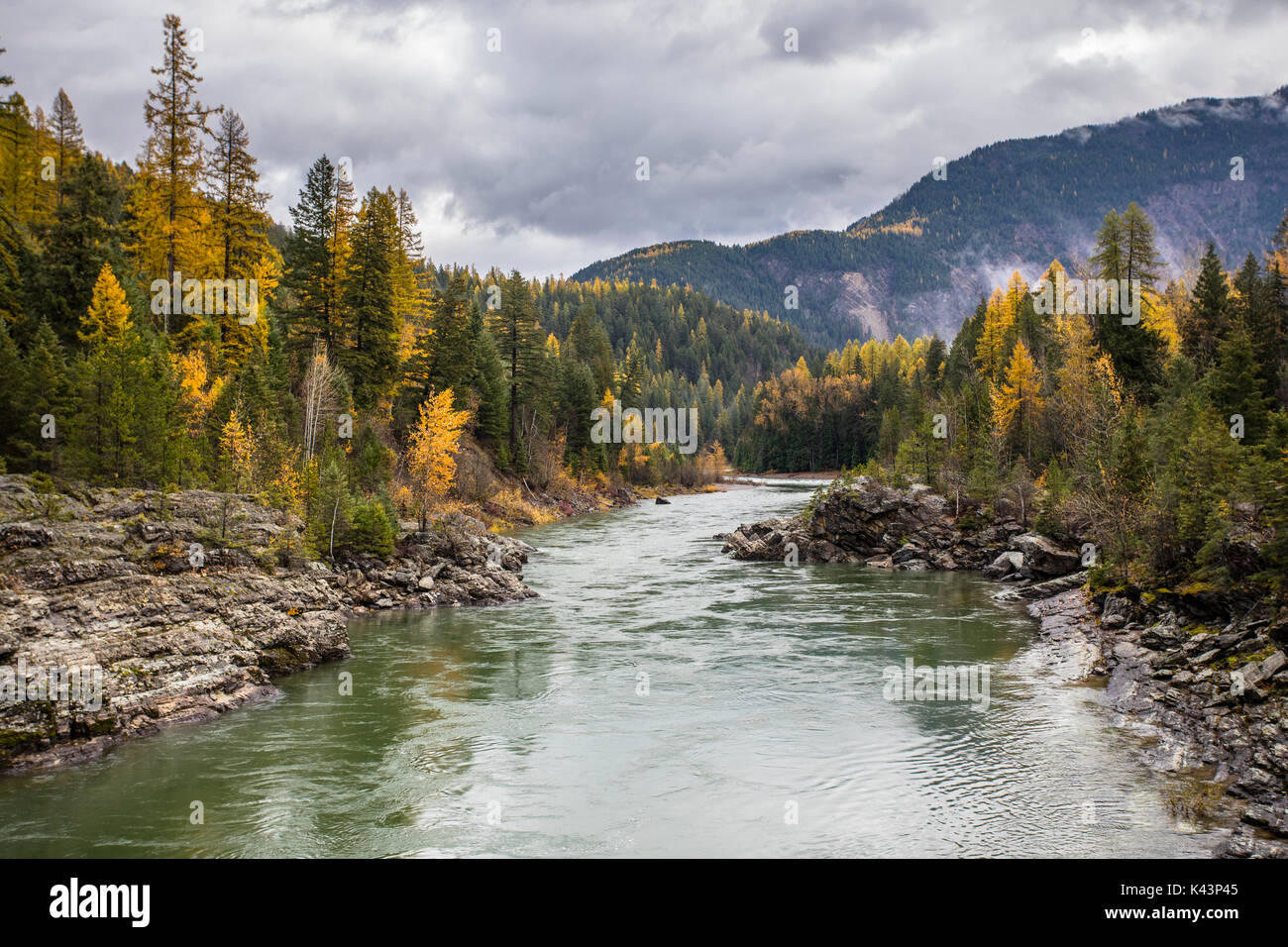 Fall foliage changes colors along the Middle Fork Flathead River at the ...