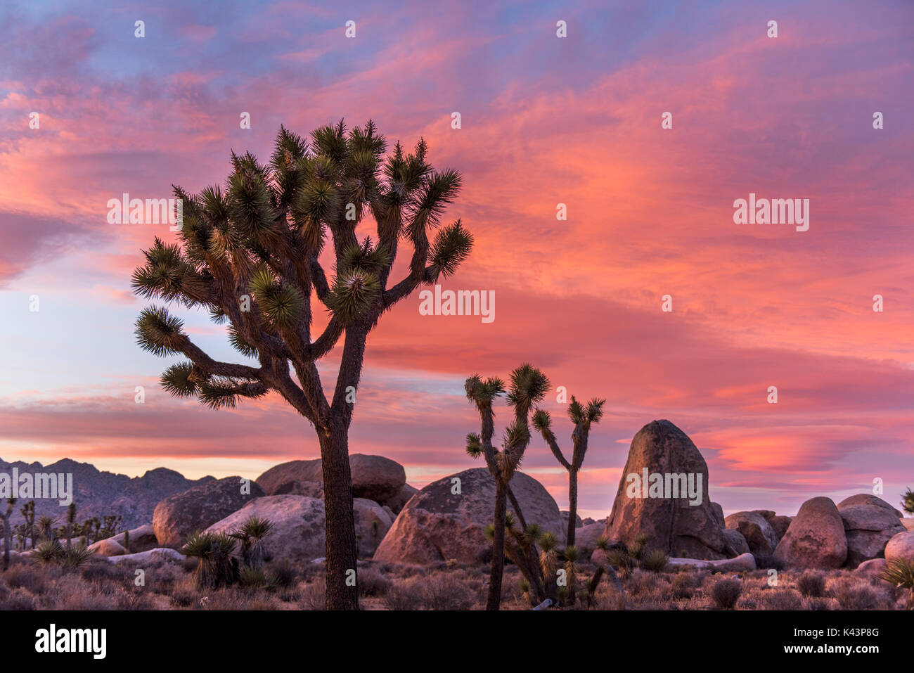 Yucca palms hi-res stock photography and images - Alamy