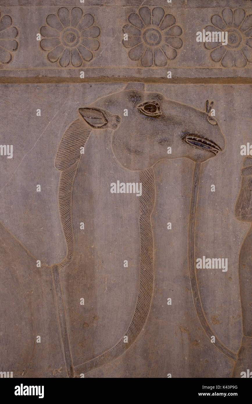 Persepolis camel hi-res stock photography and images - Alamy