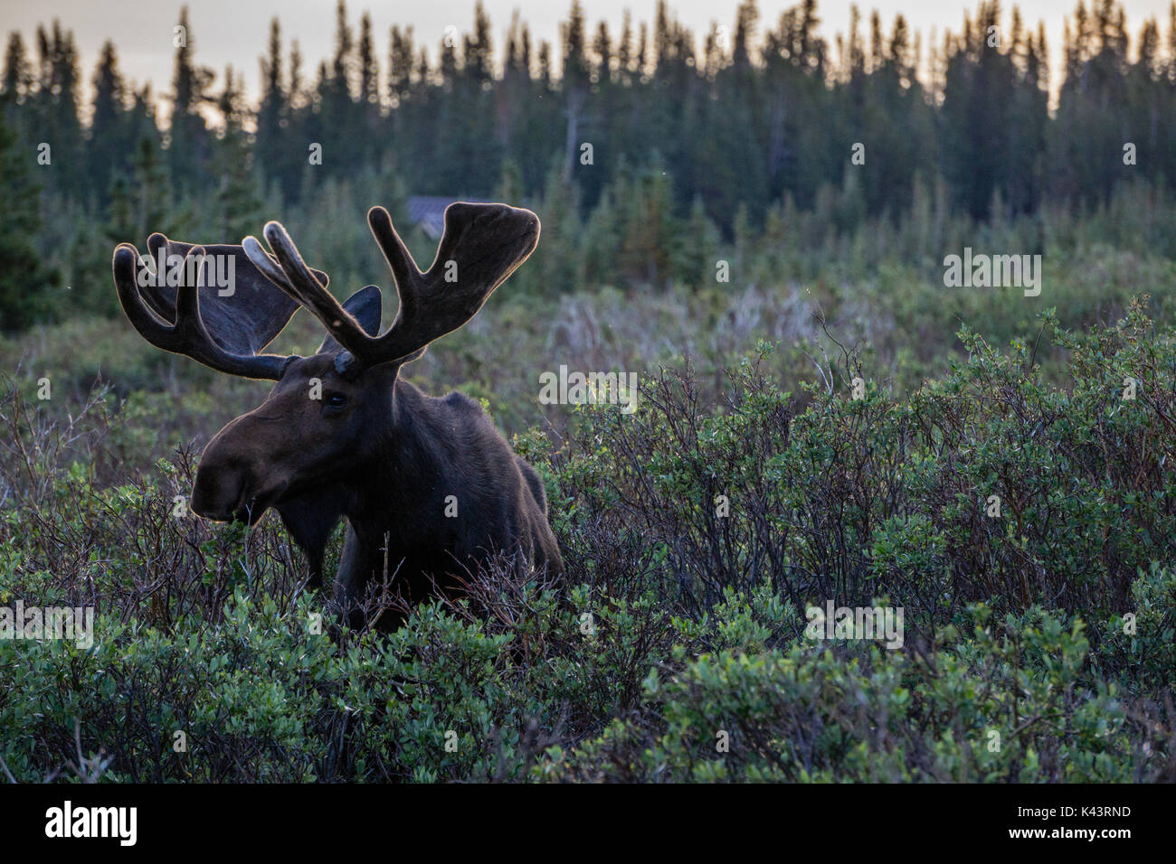 Brainard Lake Recreation Area, Ward, Colorado Stock Photo - Alamy