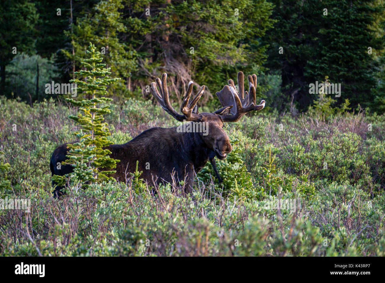 Brainard Lake Recreation Area, Ward, Colorado Stock Photo - Alamy