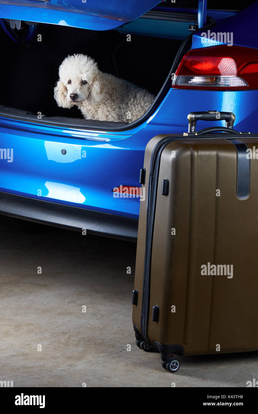 Travelling with poodle dog. Dog sitting in open car trunk Stock Photo ...