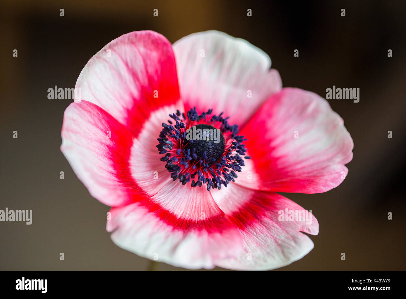 Gerbera daisy hi-res stock photography and images - Alamy