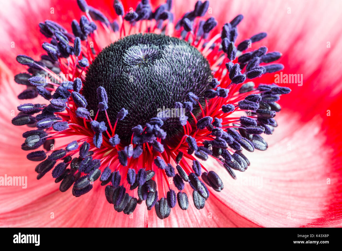 Gerbera daisy plant hi-res stock photography and images - Alamy