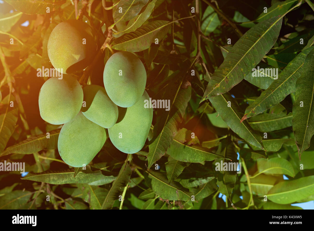 Big mango tree hi-res stock photography and images - Alamy