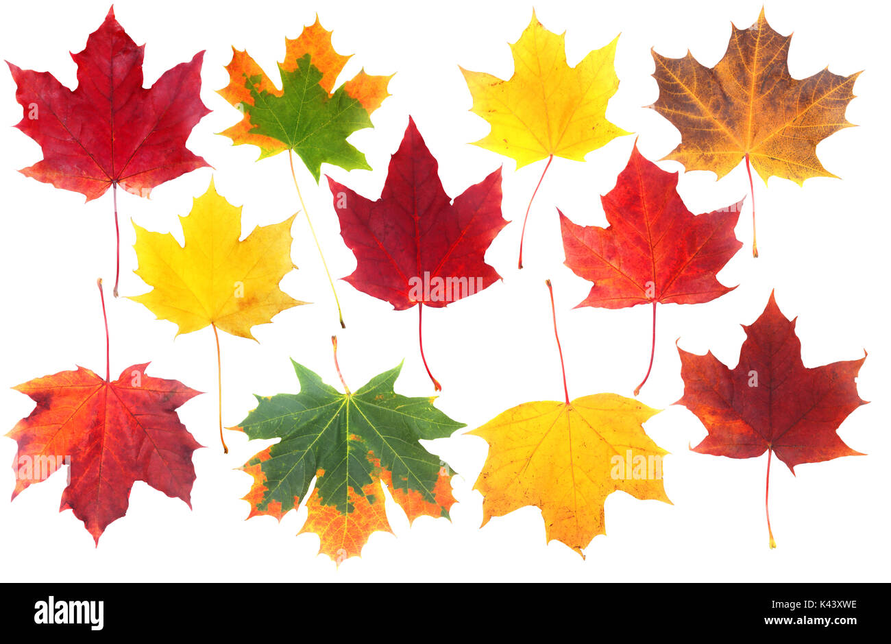 Set of maple Autumn leaves isolated on white background Stock Photo - Alamy