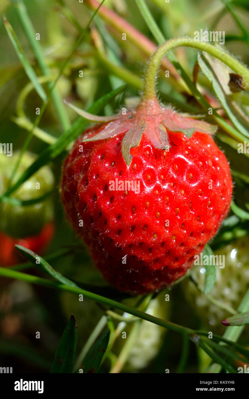 red strawberry on the bush in full sun Stock Photo - Alamy