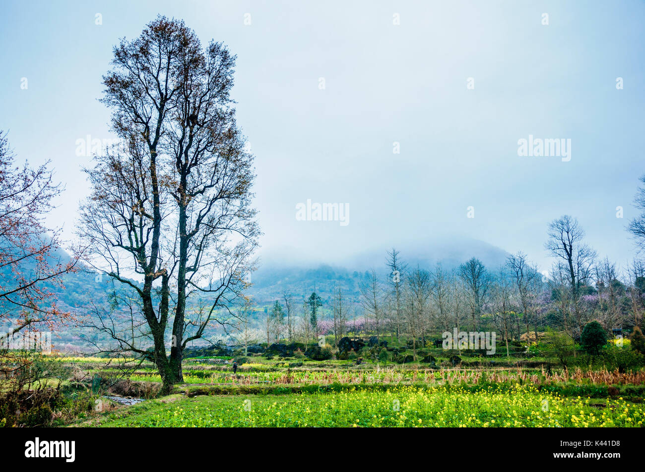The colorful countryside scenery in the mist Stock Photo - Alamy