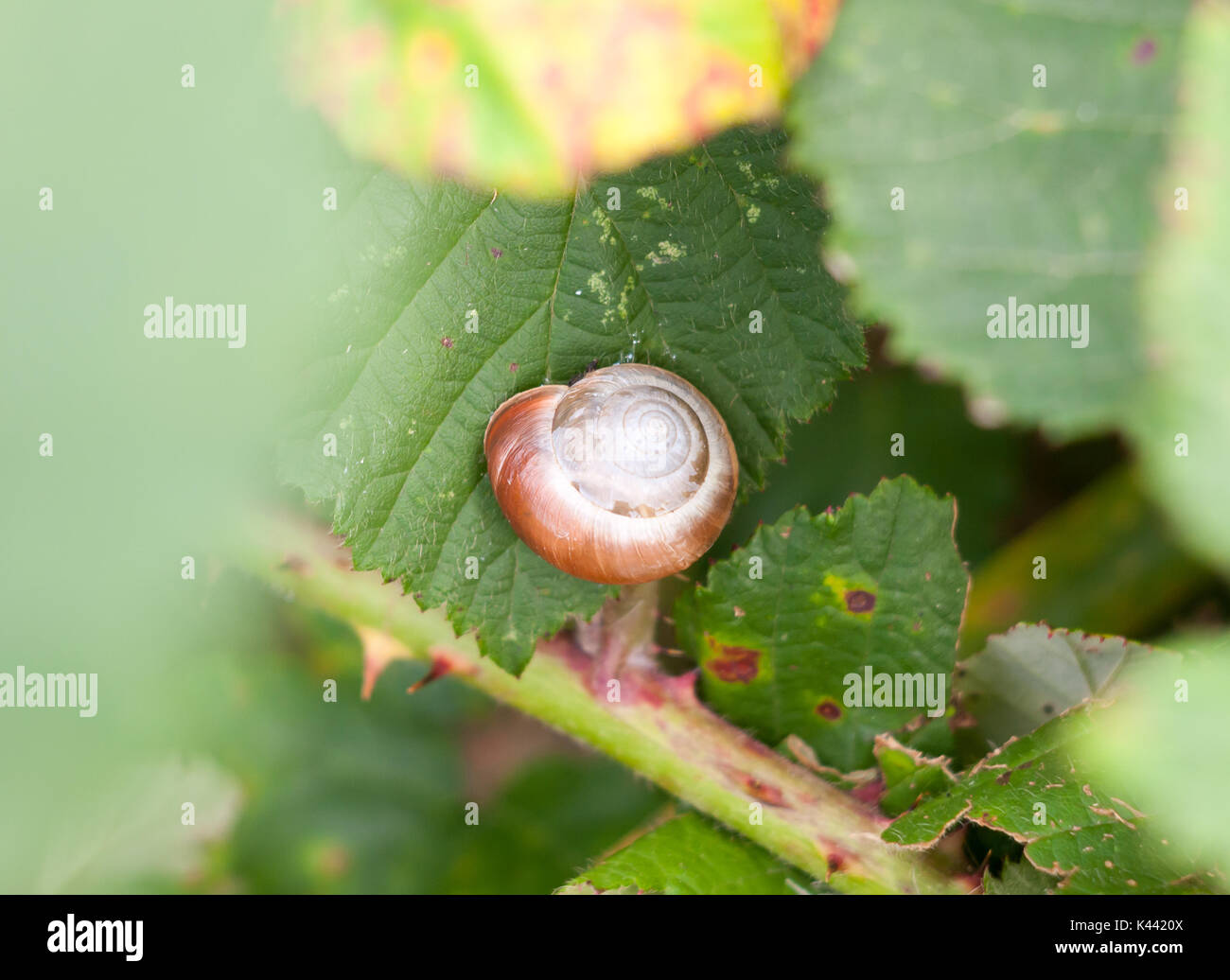 close up of empty snail shell on leaf; Essex; England; UK Stock Photo ...