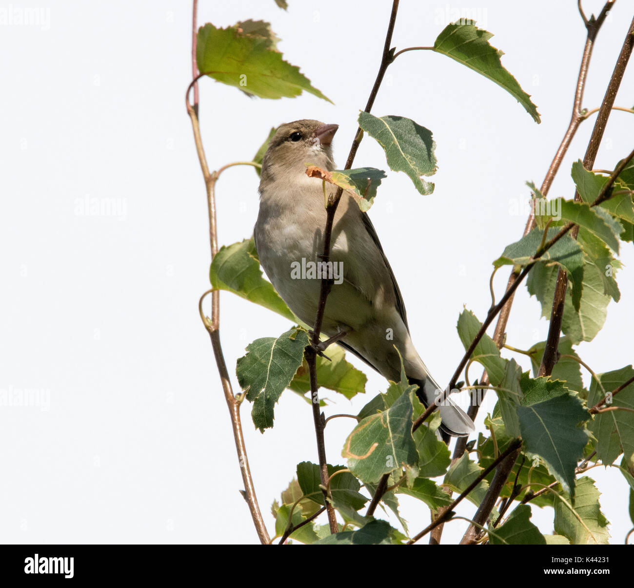 Tree sparrow female montanus hi-res stock photography and images - Alamy