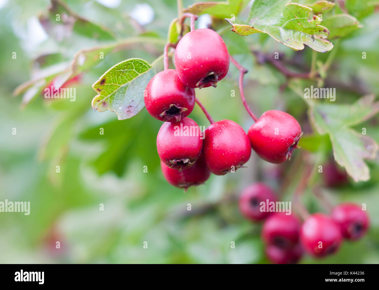 Berry red autumn haw ripe fruit uk hi-res stock photography and images ...