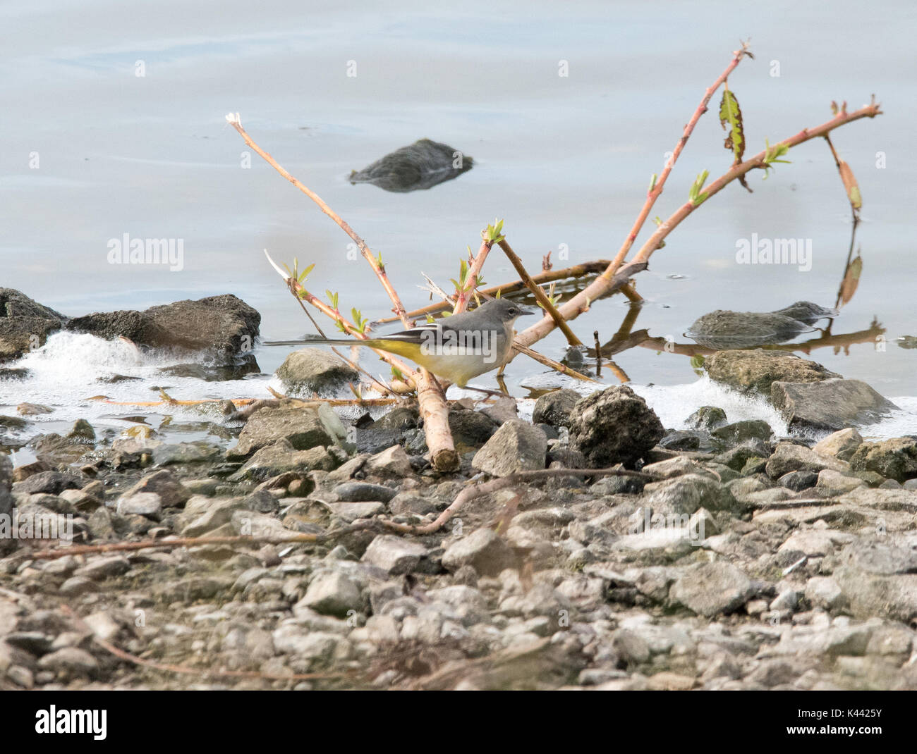 Grey wagtail motacilla cinerea bird hi-res stock photography and images ...