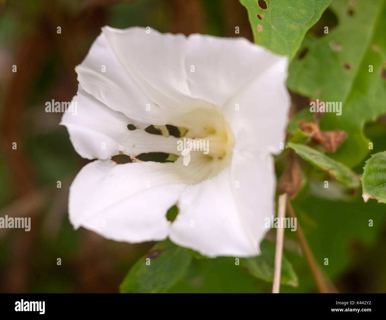growing wild Large Bindweed (Calystegia silvatica); Essex; England; UK ...