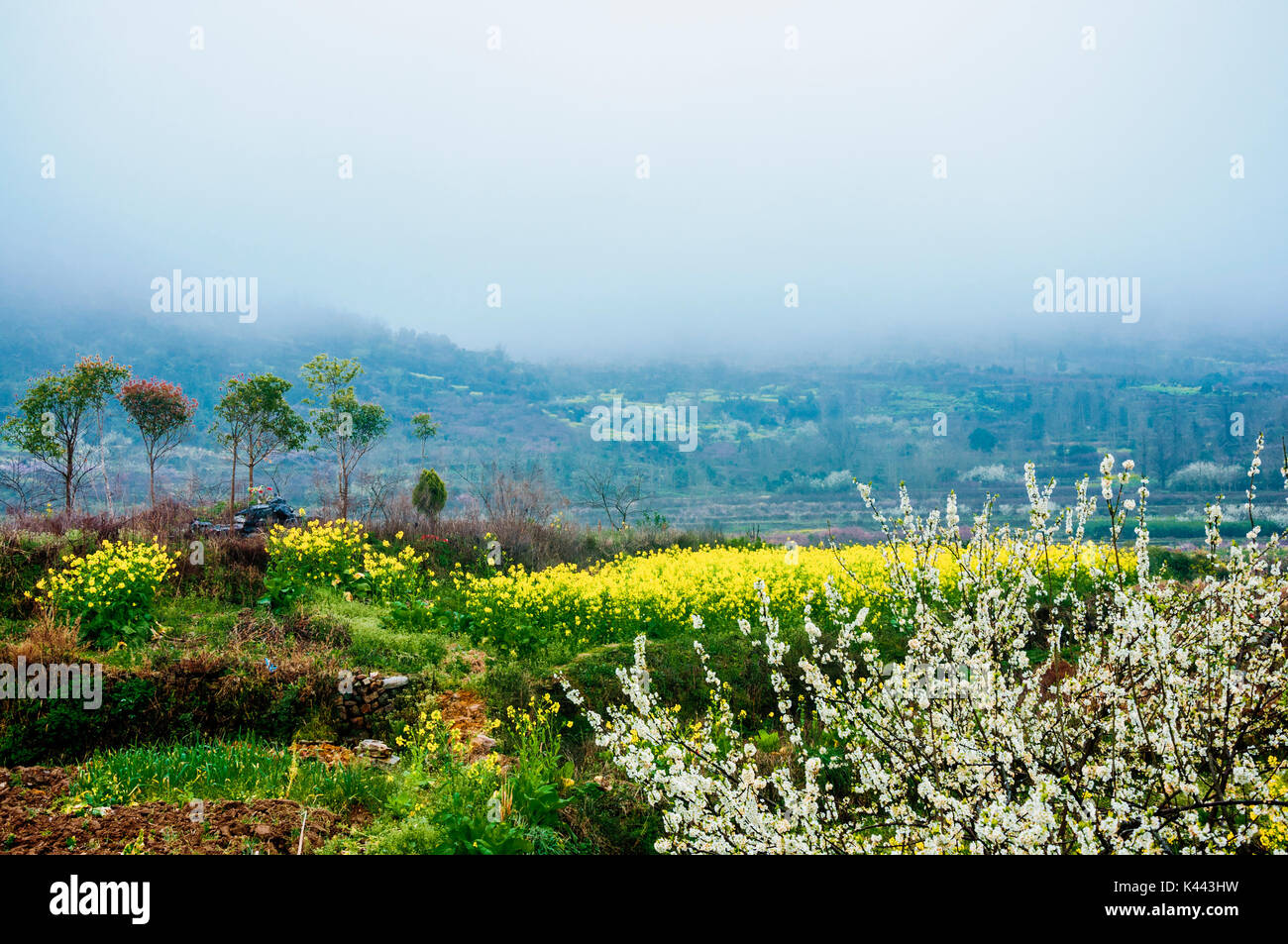 The colorful countryside scenery in the mist Stock Photo - Alamy