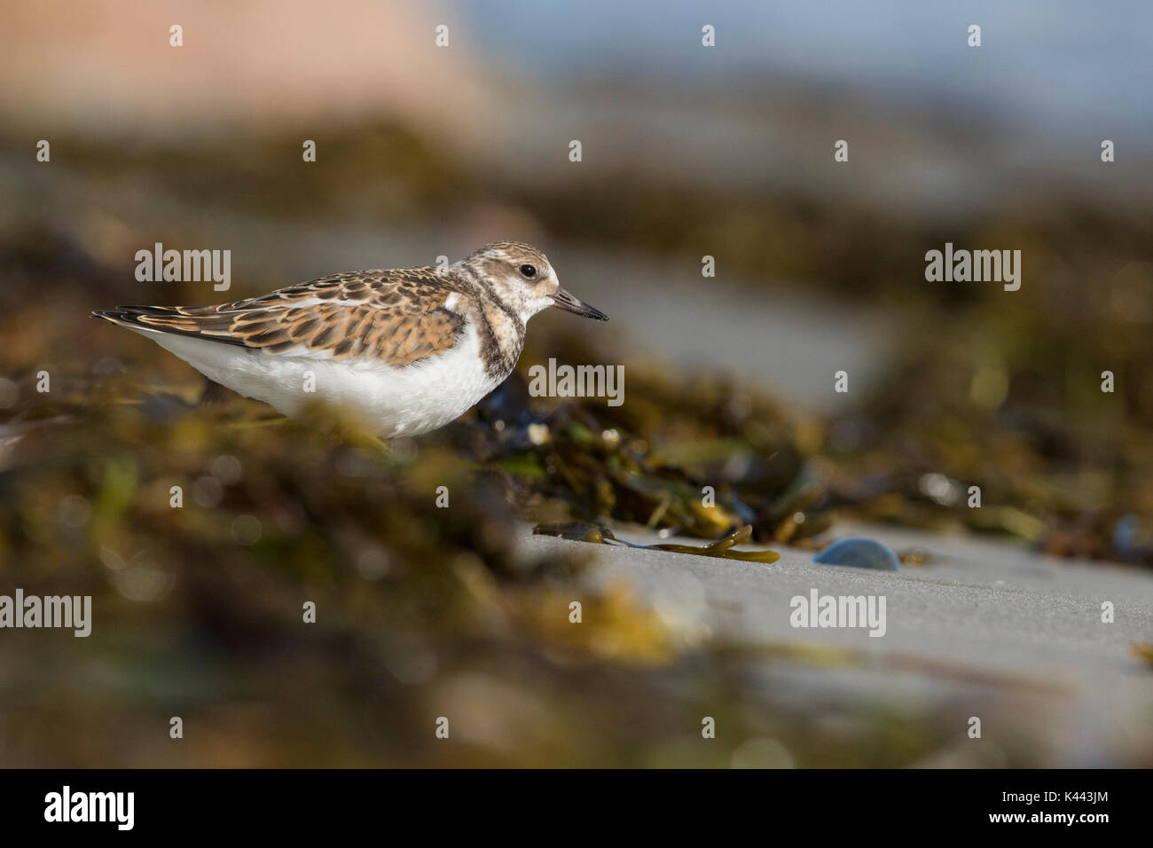 Turnstone wave hi-res stock photography and images - Alamy