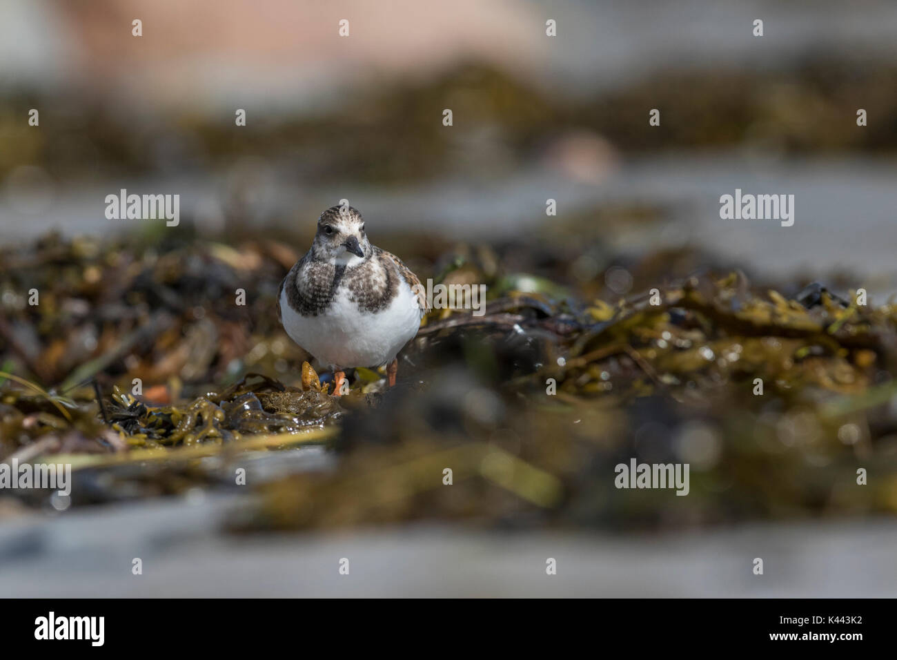 Turnstone wave hi-res stock photography and images - Alamy