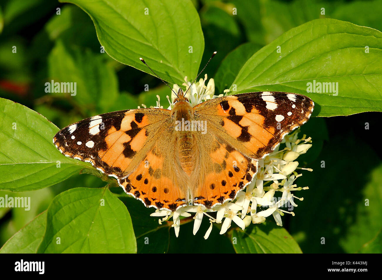 Painted lady butterfly (Vanessa cardui Stock Photo - Alamy