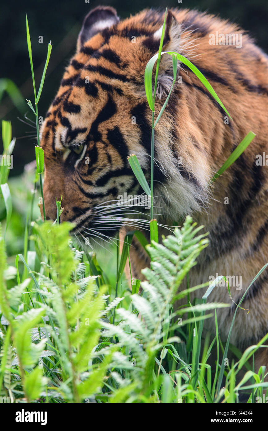 Zoo wolf feeding hi-res stock photography and images - Alamy