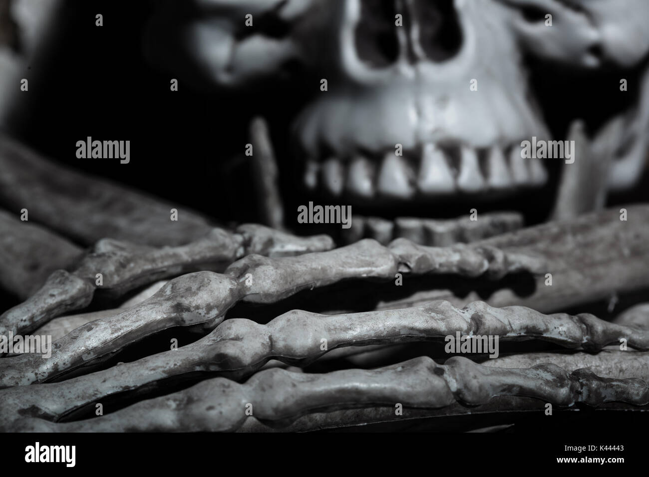 Close-up horizontal photo of the human skull Stock Photo - Alamy