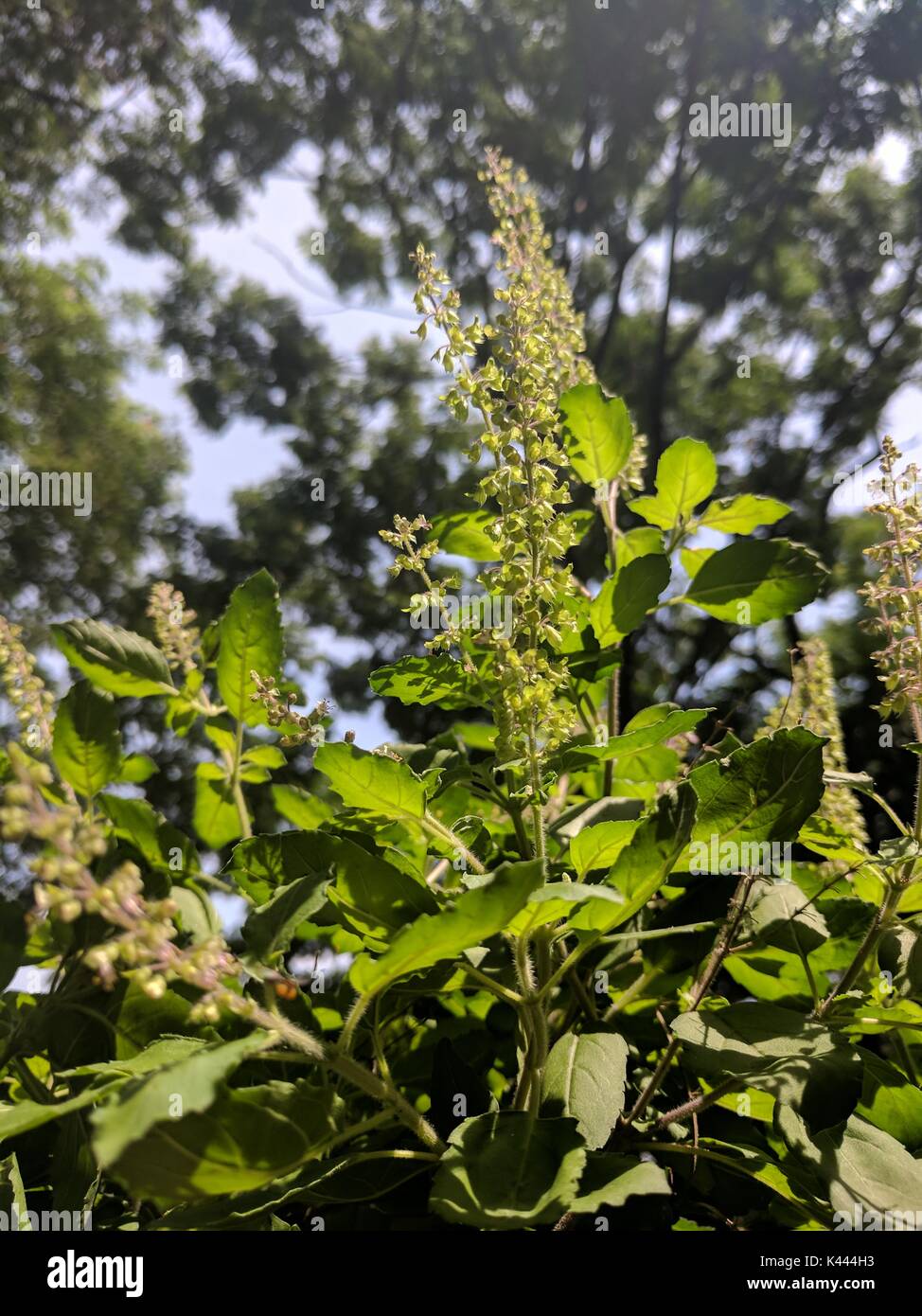 Tulsi plant hi-res stock photography and images - Alamy